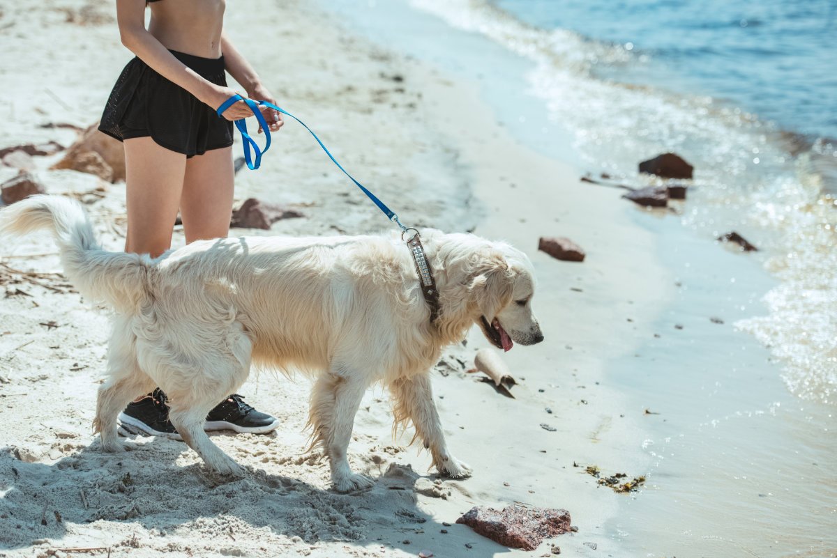 Kurzurlaub mit Hund